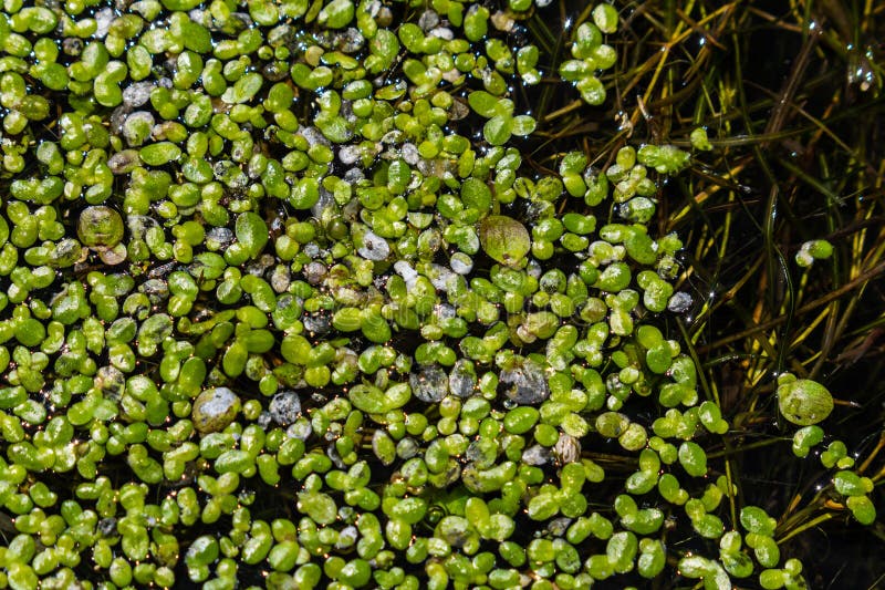 Duckweed - Cultivation of Duckweed. Lemna Trisulca Stock Image - Image ...