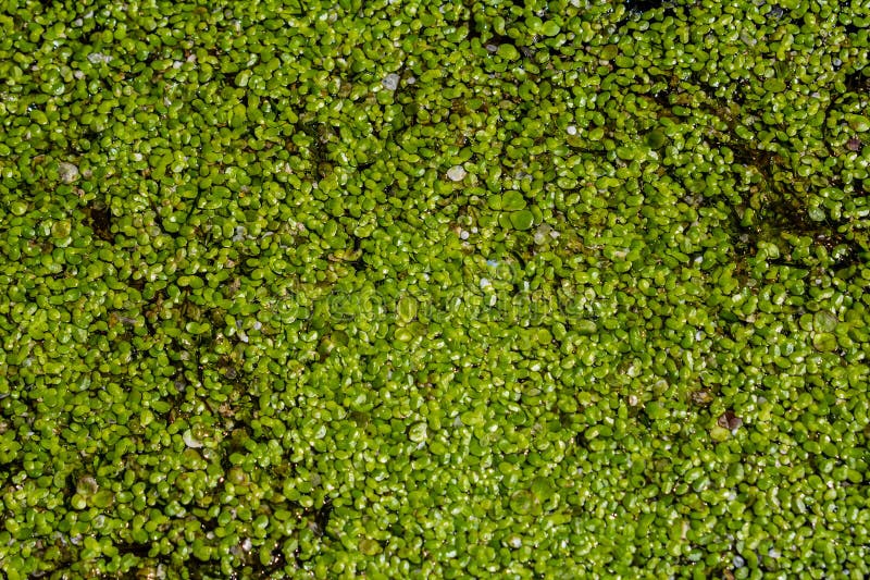 Duckweed - Cultivation of Duckweed. Lemna Trisulca Stock Photo - Image ...