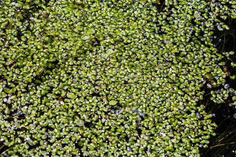 Duckweed - Cultivation of Duckweed. Lemna Trisulca Stock Photo - Image ...