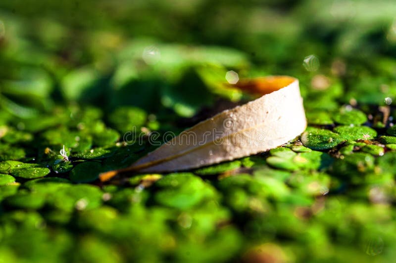 Duckweed and dry leaf stock image. Image of environment - 134876365