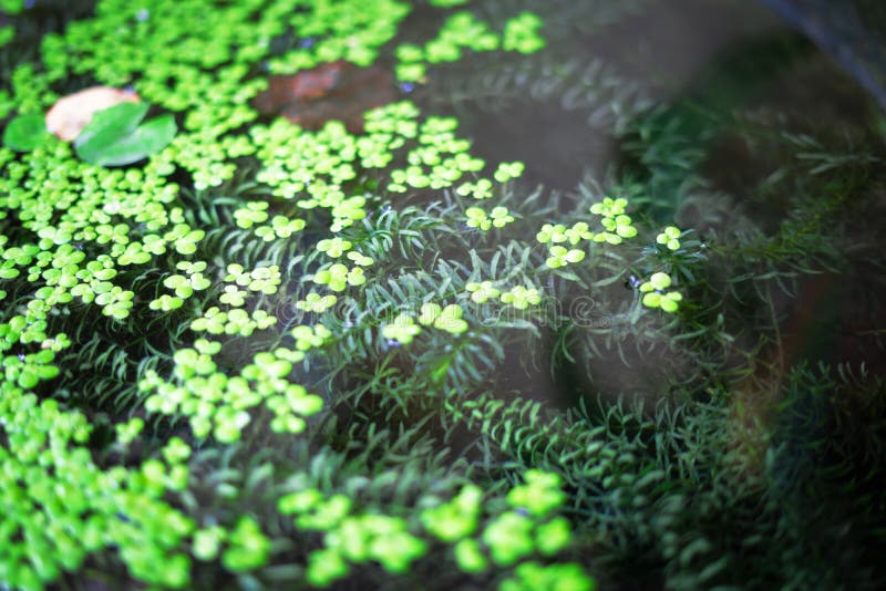 Duckweed Floating on the Clear Water Stock Photo - Image of fresh ...