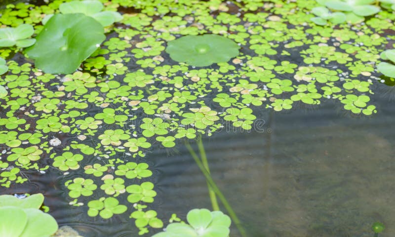 Duckweed plant stock photo. Image of aquatic, duckweed - 46224562