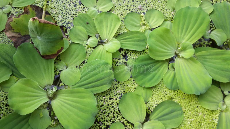 Duckweed/Lemna minor stock image. Image of beauty, green - 72549387