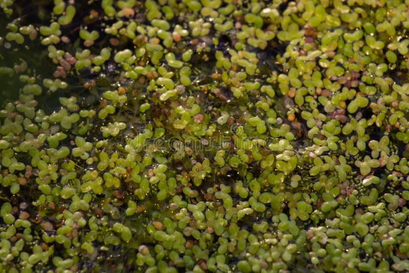 140 Lemnoideae Duckweed Stock Photos - Free & Royalty-Free Stock Photos ...