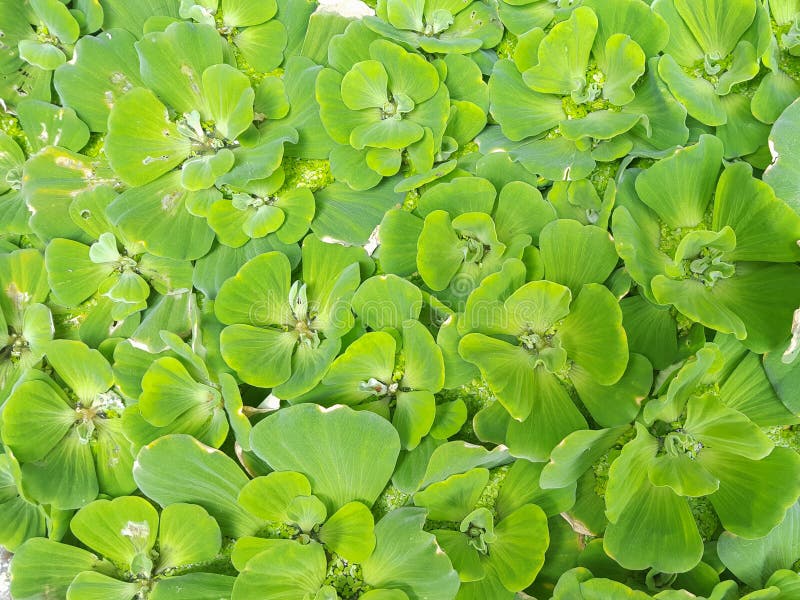 Duckweed on the Surface Water Stock Image - Image of organic, abstract ...