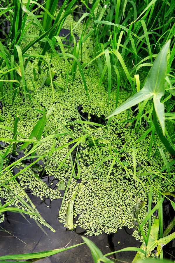 Duckweed on surfaces lake stock image. Image of duckweed - 184036157