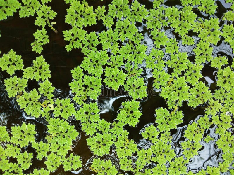 Duckweed on water stock photo. Image of produce, branch - 213606876