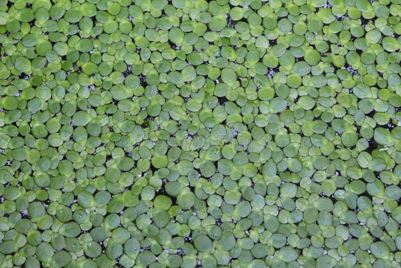 Duckweed on water stock photo. Image of water, beauty - 253816686