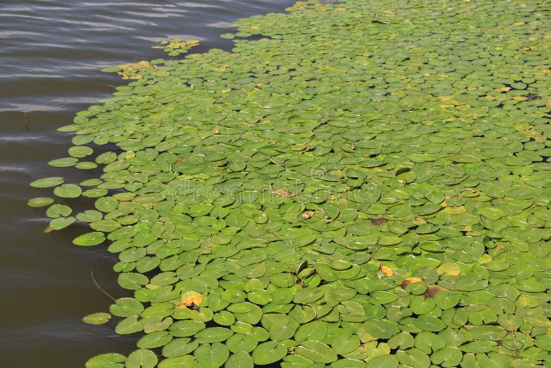 Duckweed in water stock photo. Image of fully, greenish - 43387286