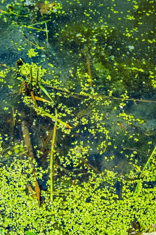Duckweed stock image. Image of aquatic, bright, garden - 95147185