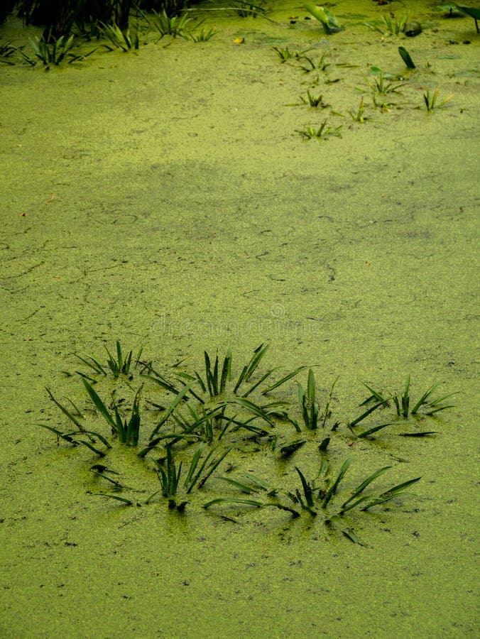 Water Duckweed Plants stock photo. Image of lemna, green - 4982992
