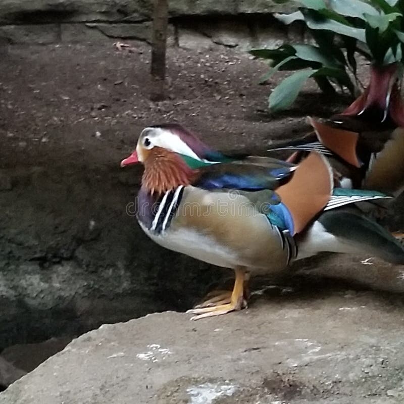 Ducky Duck pose stock photo. Image of fowl, animal, bird - 174459442