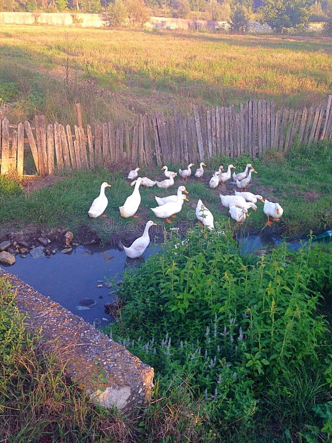 Ducky Ducks stock photo. Image of life, village, beautiful - 58742376