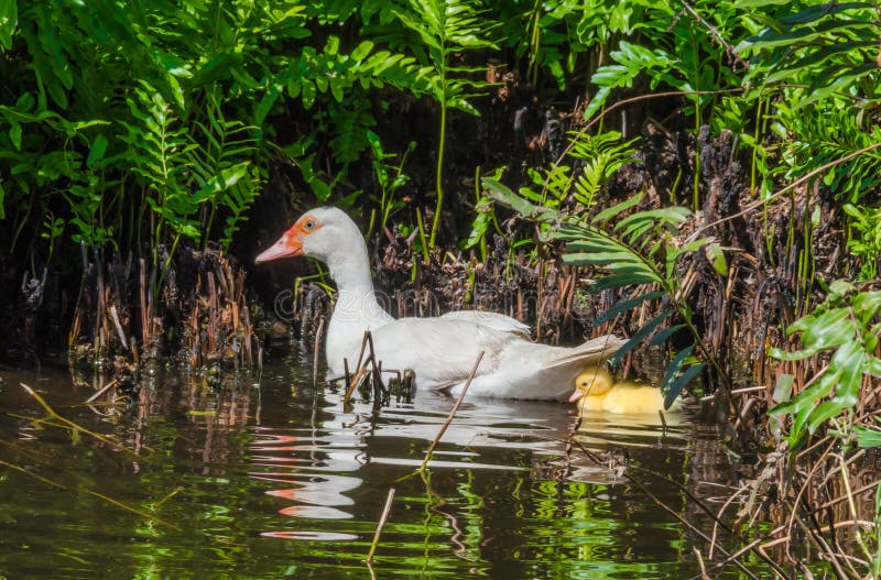 Ducky family stock photo. Image of pekin, fern, duckling - 56750064