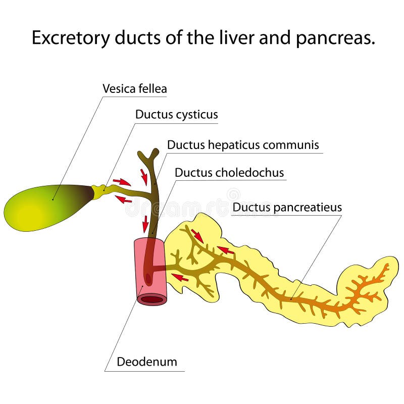 Pancreas. Secretory Function Stock Vector - Illustration of body ...