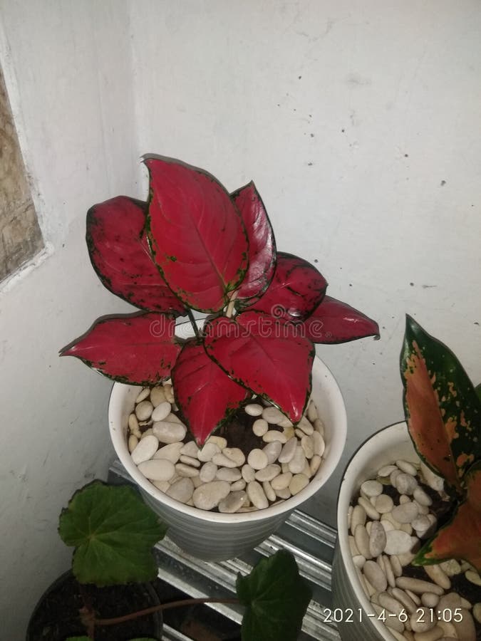 Anjani Flower Stock Photos - Free & Royalty-Free Stock Photos from ...