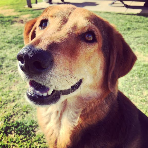 Dude stock photo. Image of dude, animals, mansbestfriend - 113517296