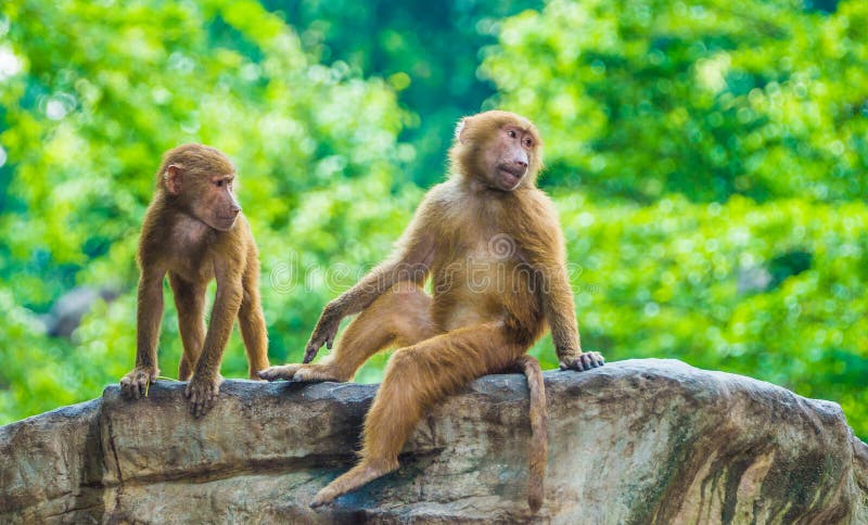 Dude check that out stock image. Image of wilderness - 31482729