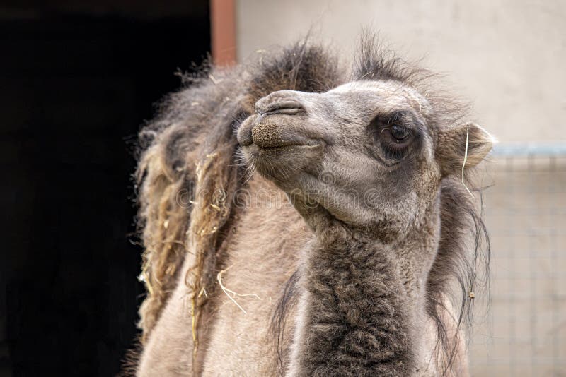 Dudley Zoo, England. Bactrian Camel Stock Image - Image of mammal ...