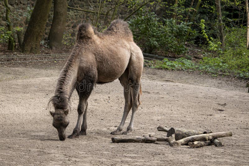 Dudley Zoo, England. Bactrian Camel Stock Photo - Image of landscape ...