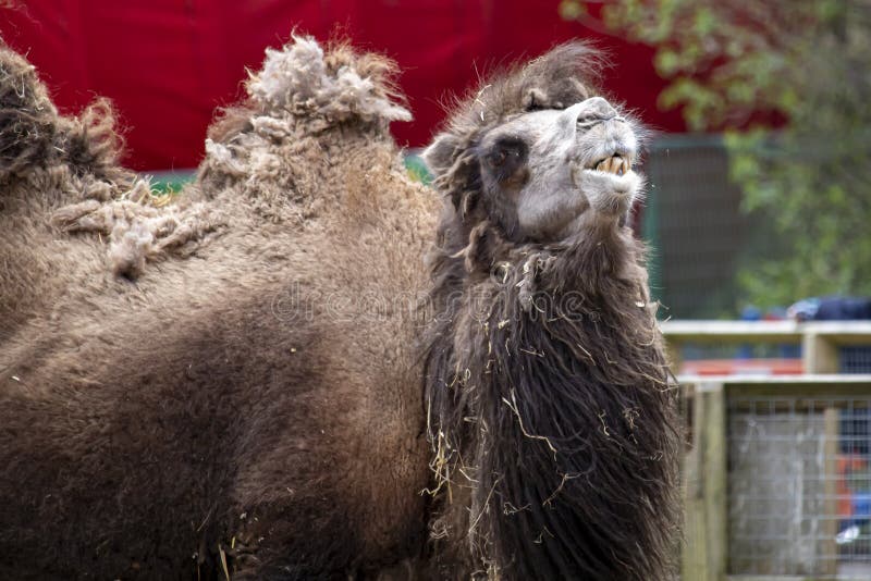 Dudley Zoo, England. Bactrian Camel Stock Photo - Image of outdoor ...
