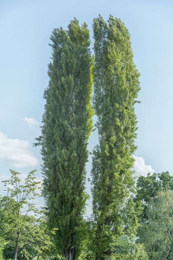 Due alberi di pioppi immagine stock. Immagine di ecologia - 92409417