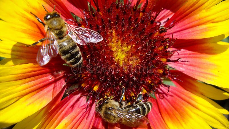 Api e fiore immagine stock. Immagine di nave, entomologia - 74458007