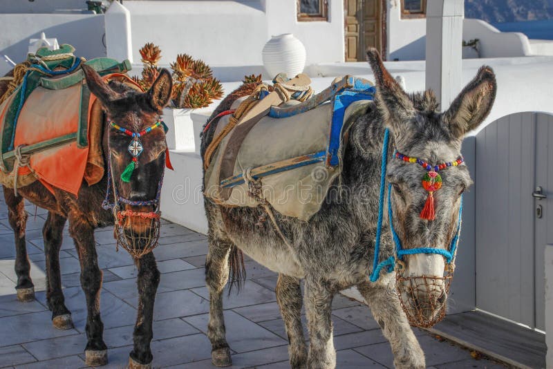 Due Asini Sull'isola Di Santorini Fotografia Stock - Immagine di ...