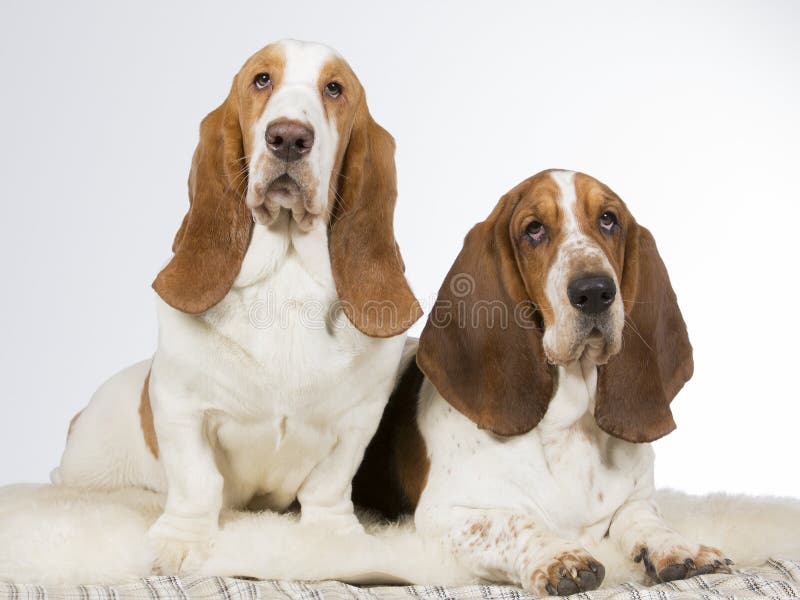 Due Basset Hound Parallelamente Immagine Stock - Immagine di zampa ...