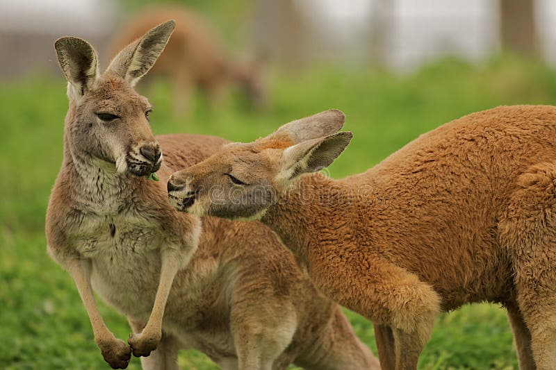Due Canguri Che Ripartono Un Trifoglio. Immagine Stock - Immagine di ...