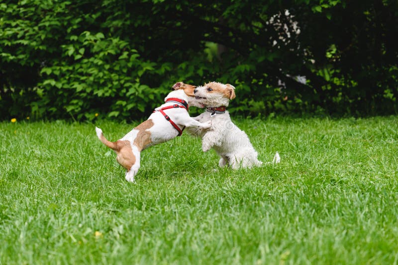 Due Cani Che Abbracciano E Che Baciano Mentre Elevandosi Su Immagine ...