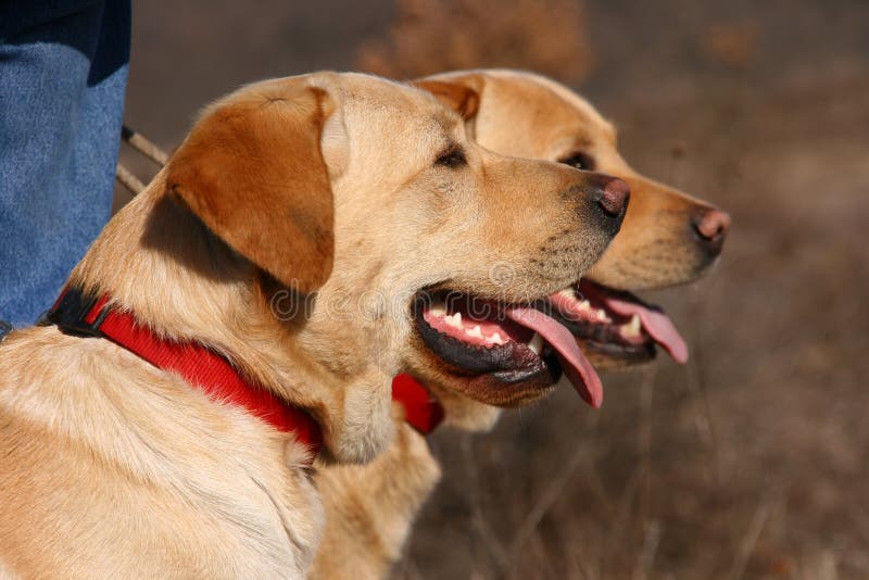 Due Cani Del Labrador Con Neckpiece Rosso Fotografia Stock - Immagine ...