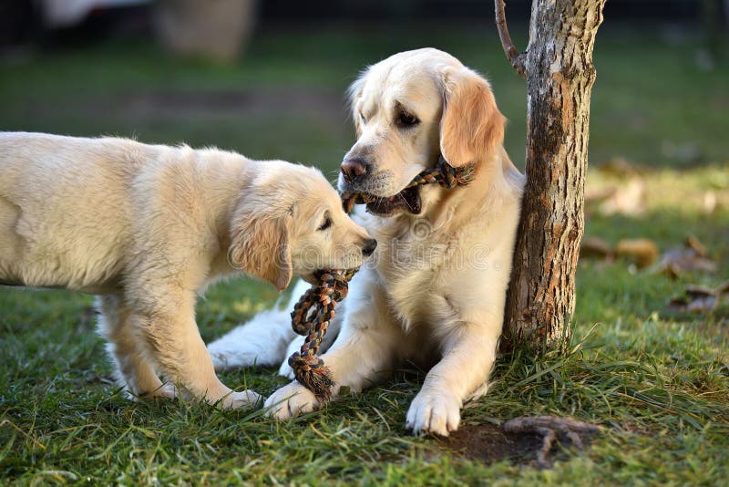 Golden Retriever Che Porta Il Giubbotto Di Salvataggio Di Salvataggio ...