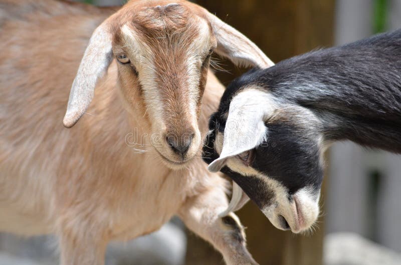 Capre, Giovani Capre Mangiano Verdure, Piccole Capre Sono In Una ...