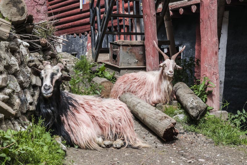 Capre tibetane sui fiori fotografia stock. Immagine di ritratto - 77727492