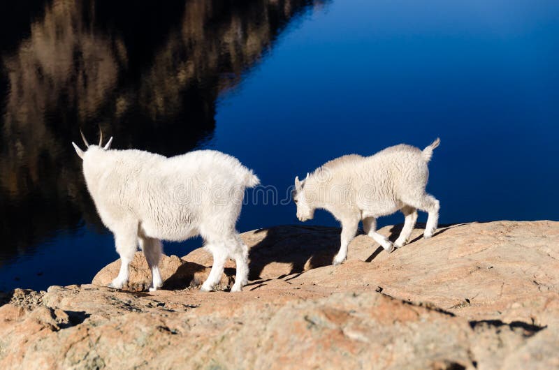 Due capre di montagna fotografia stock. Immagine di bambino - 45185564