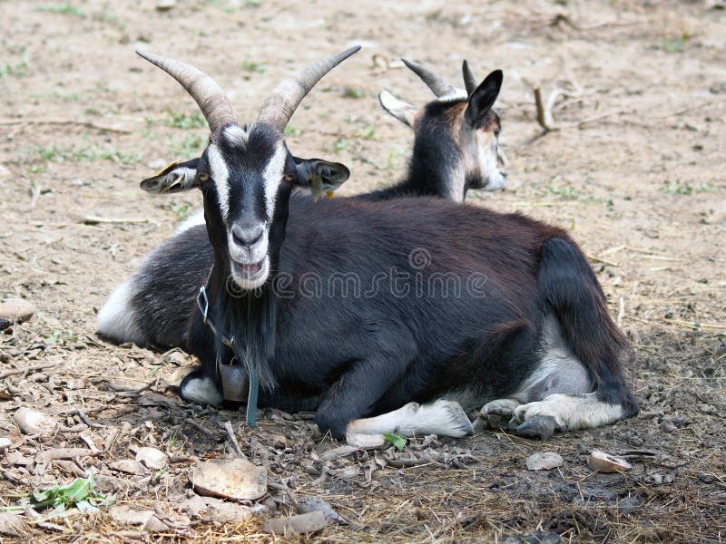 Due Capre, Aegagrus Di Aegagrus Del Capra Immagine Stock - Immagine di ...