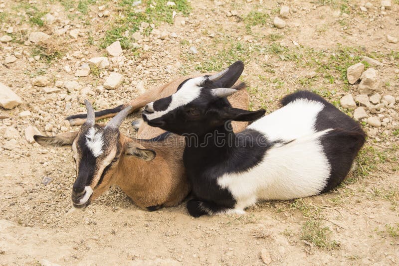 Capre tibetane immagine stock. Immagine di tibetano, cucciolo - 20728991