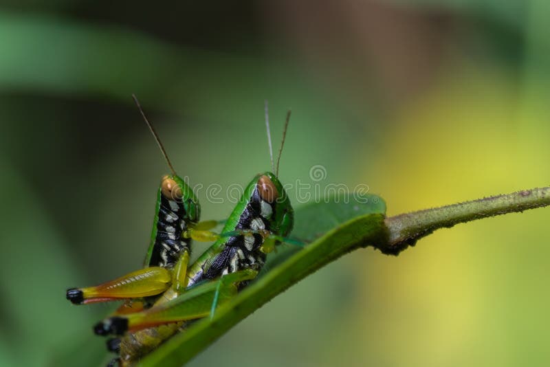 Due cavallette fotografia stock. Immagine di alimento - 157112778