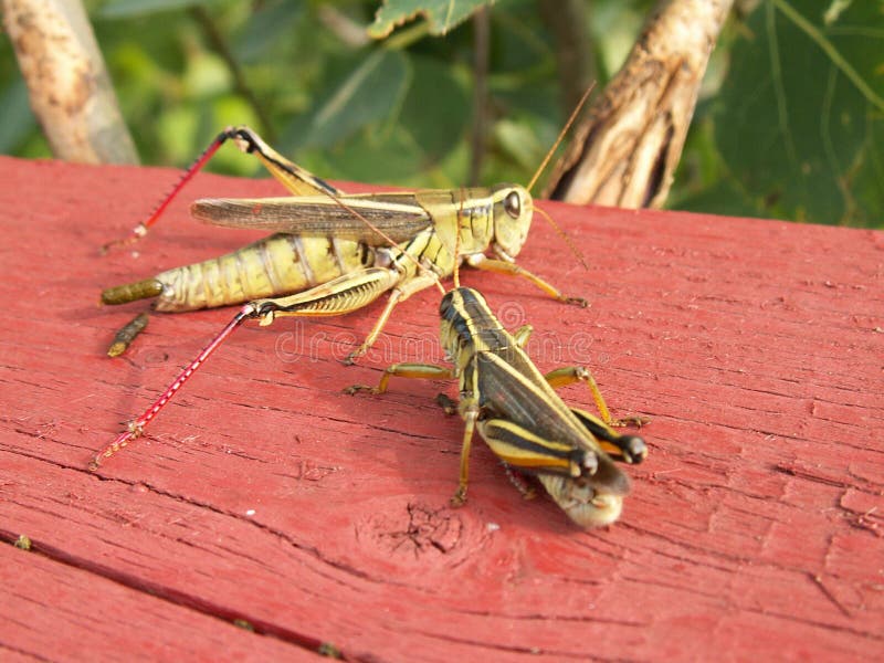 Due cavallette immagine stock. Immagine di fastidio, erba - 989625