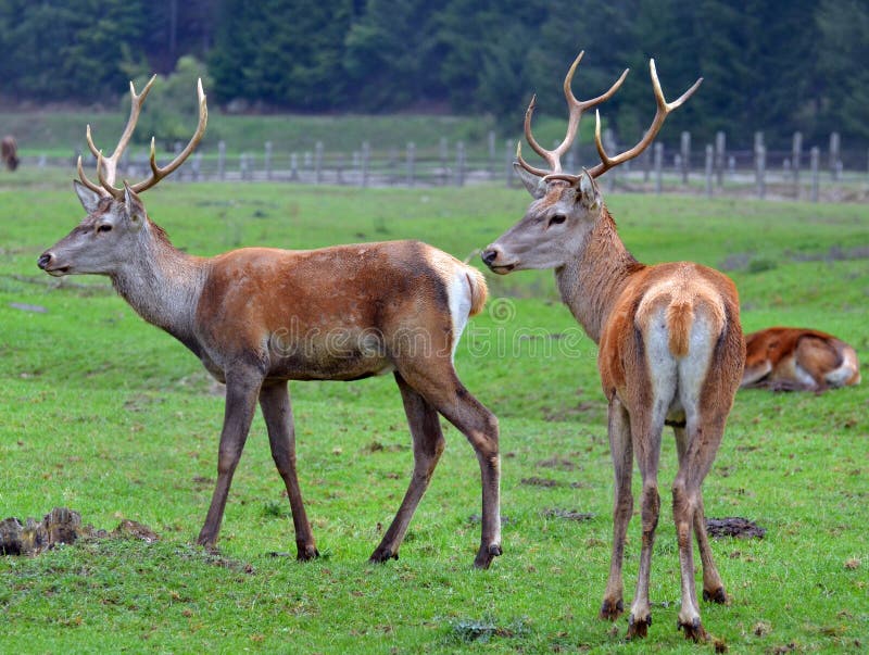 Due cervi immagine stock. Immagine di campo, animali - 33669595