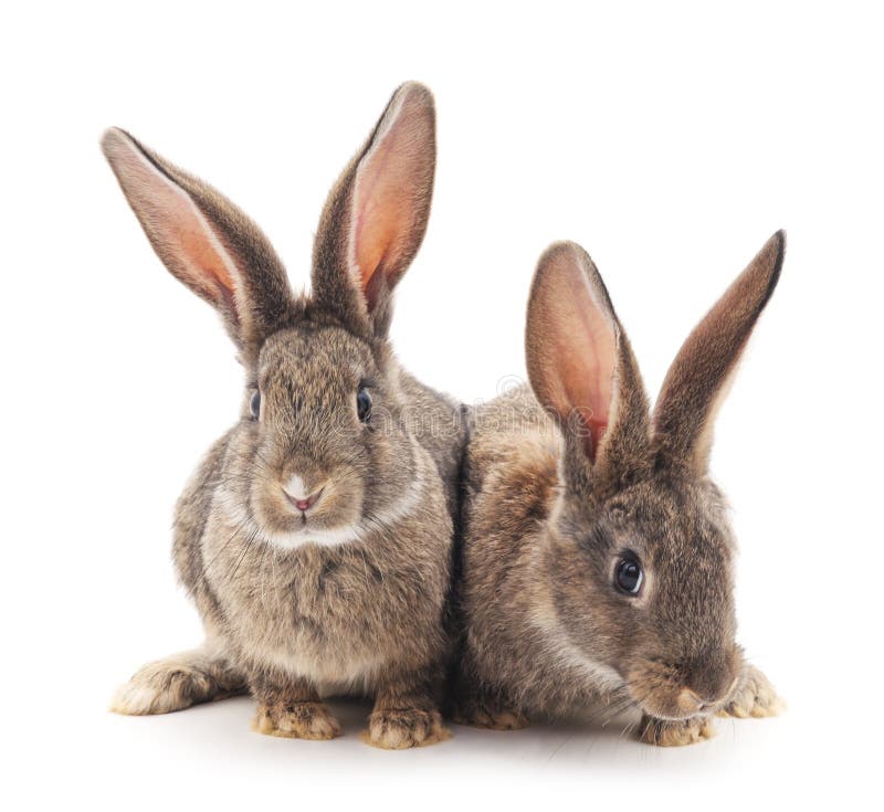 Due conigli immagine stock. Immagine di animali, lanuginoso - 97885143