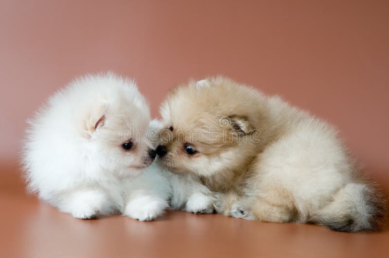 Due Cuccioli Della Razza Un Spitz-cane Fotografia Stock - Immagine di ...