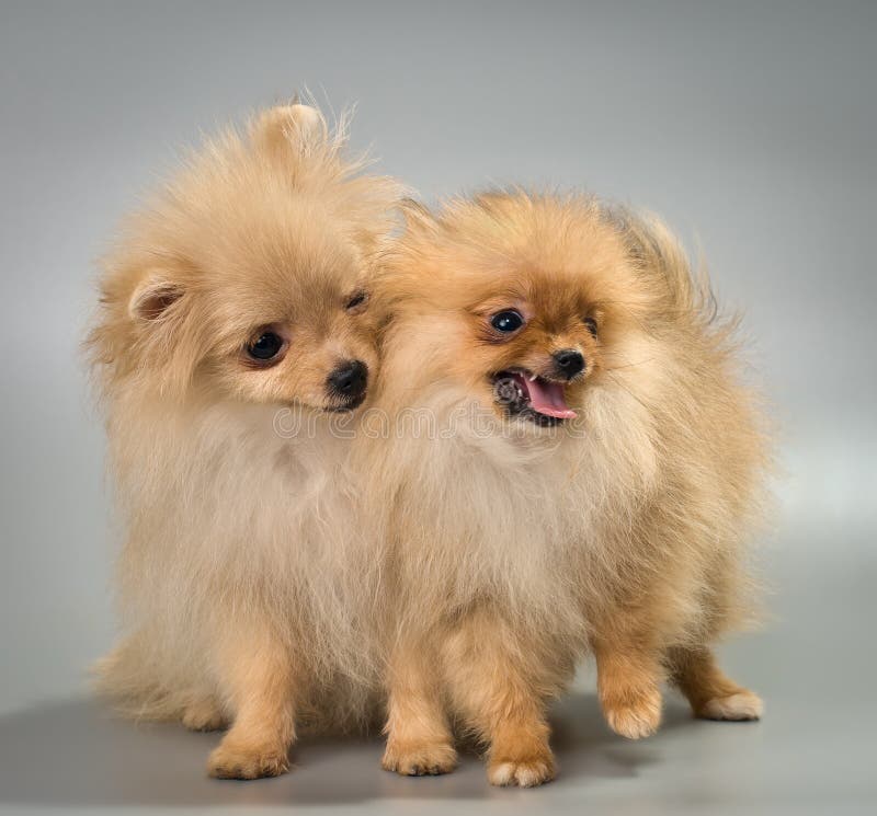 Due Cuccioli Della Razza Un Spitz-cane Di Pomeranian in Studio Immagine ...