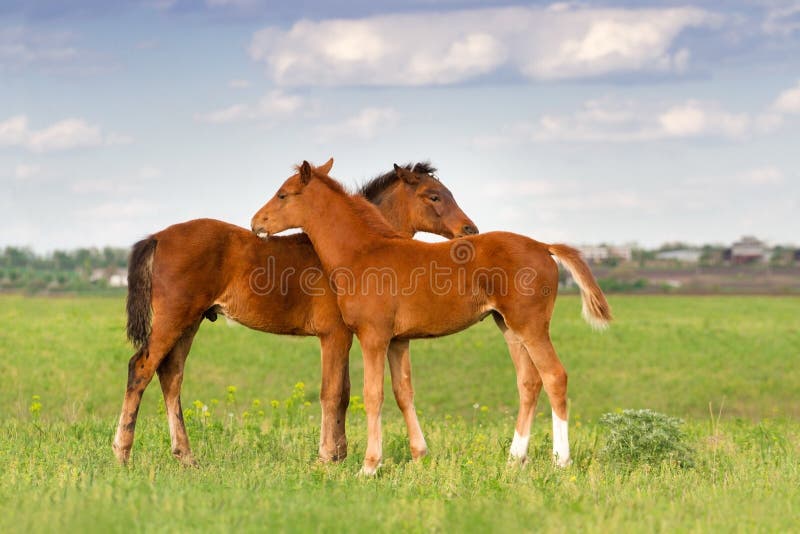 Due foals sul pascolo immagine stock. Immagine di foal - 76551983