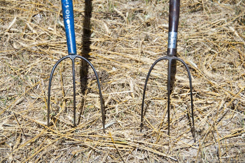 Un Agricoltore Anziano Con Le Forche Immagine Stock - Immagine di ...