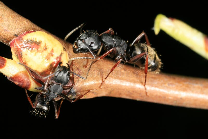 Due formiche del legno immagine stock. Immagine di resistenza - 3893591