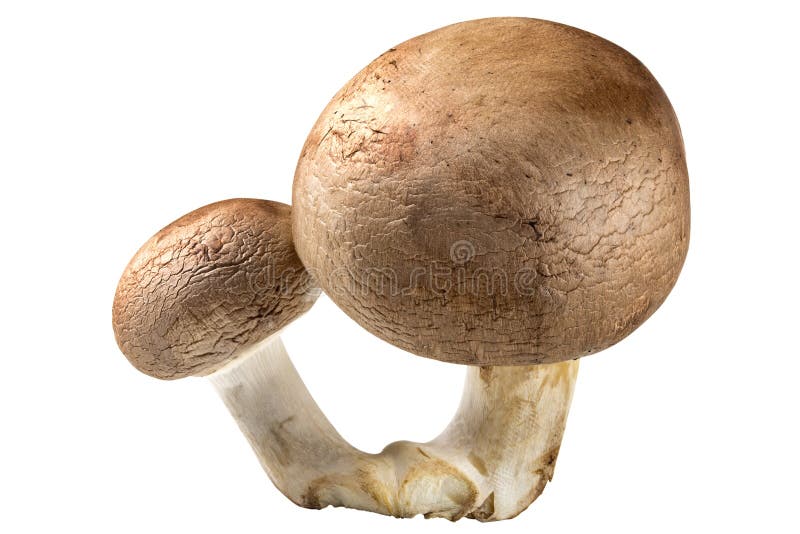 Due Funghi Marroni Perfezionano Isolato Su Bianco Fotografia Stock ...