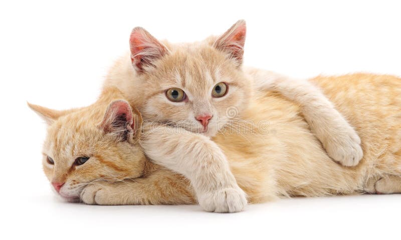 Due gatti rossi fotografia stock. Immagine di giovane - 69371786