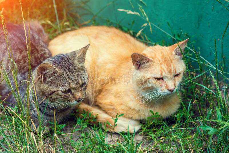 Due Gatti Rossi Ed a Strisce Nell'iarda Immagine Stock - Immagine di ...